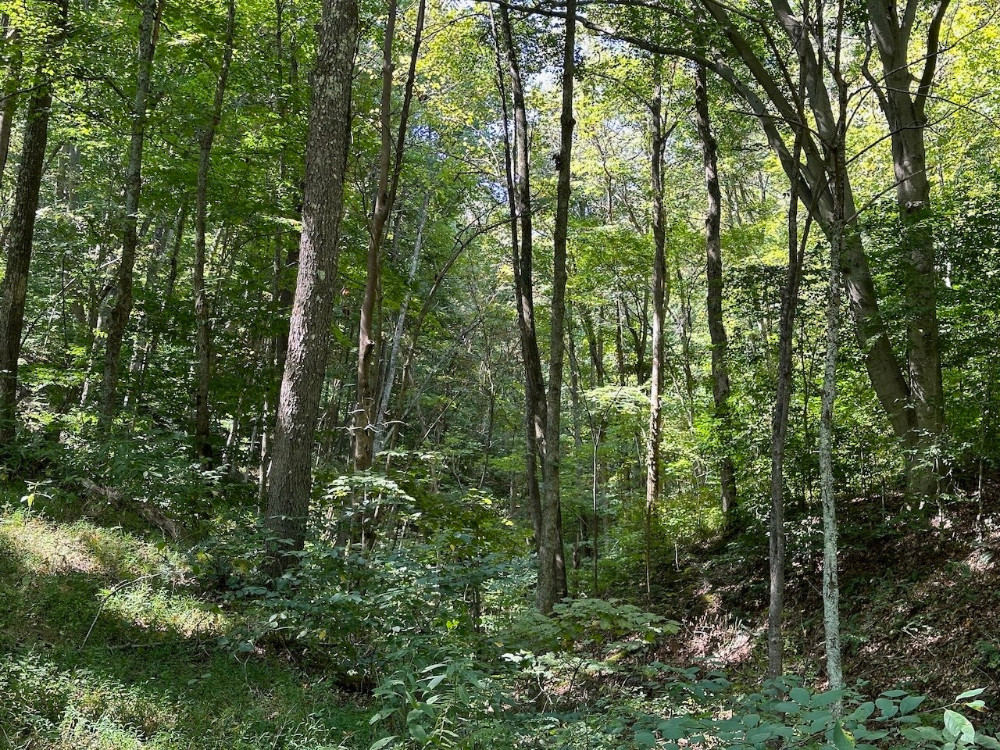 30 Acres Wooded Land