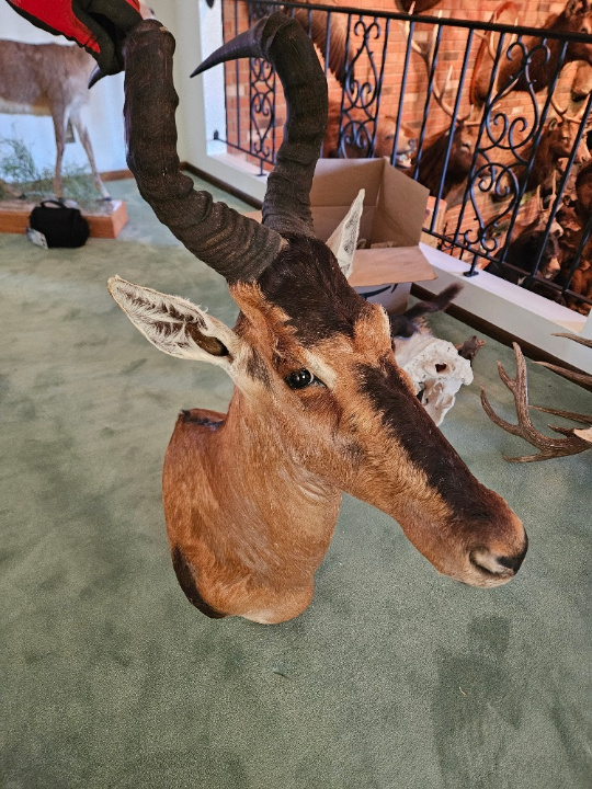 Trophy Wildlife Mount Collection & Taxidermy