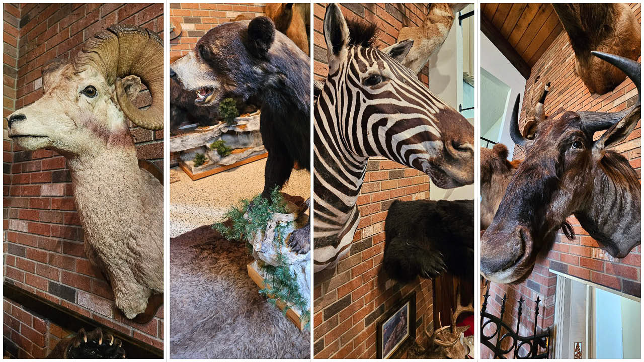 Trophy Wildlife Mounts | North America Africa